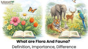What Are Flora And Fauna Definition Importance Difference