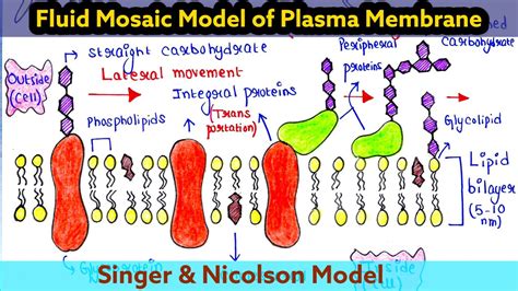 Explain Fluid Mosaic Model Of Membrane With Diagram Membrane