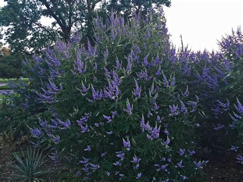 Plants For Dallas Your Source For The Best Landscape Plant