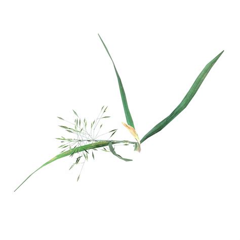 Premium Photo Wild Field Grass Top View Isolated On White