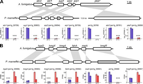 Gene Cluster Organization And Expression Of Two Melanin Biosynthesis