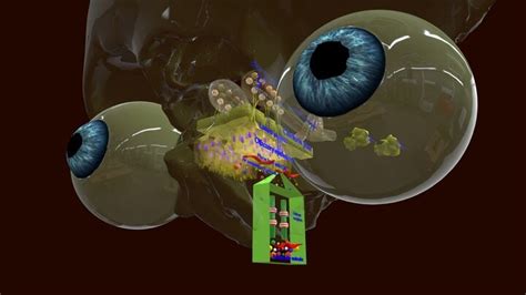 Artstation Olfactory System Smell Odour Detail Labelled 3d Model