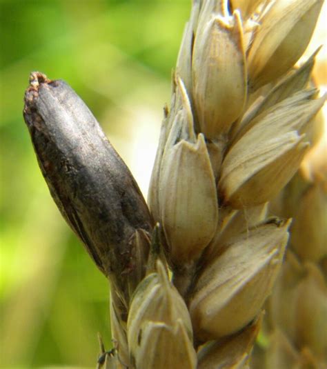 From Field To Feed Understanding Ergot Realagriculture