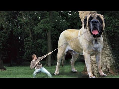Zorba English Mastiff World Record