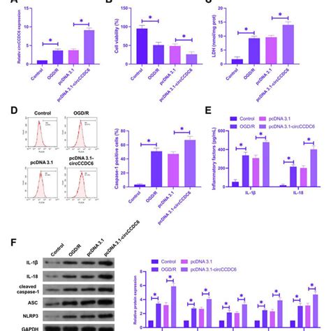 Effect Of Transfection Of Pcdna 3 1 Circccdc6 On The Biological Download Scientific Diagram