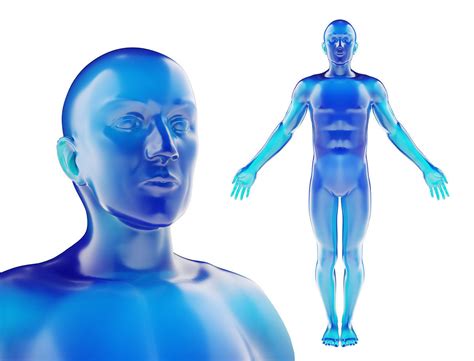 Human Male Anatomy Model With Internal Organs With 4k Textures 3d Model Cgtrader
