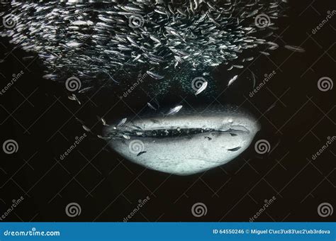 Valhaj I Matningstid Arkivfoto Bild Av Anhydrous Medan 64550246