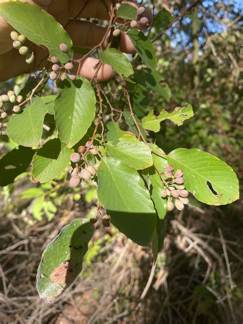 Supplejack From Fort Worth Nature Center And Refuge Fort Worth Tx Us On October 19 2023 At 10