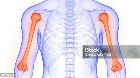 Photo Libre De Droit De Human Skeleton System Humerus Bones Anatomie
