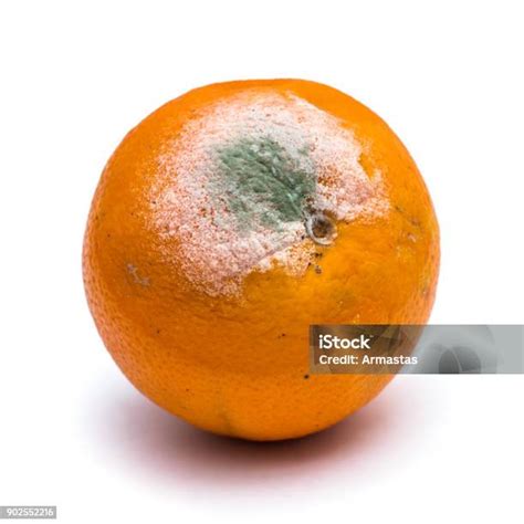 Buah Jeruk Busuk Di Latar Belakang Putih Foto Stok Unduh Gambar Sekarang Jeruk Manis Buah
