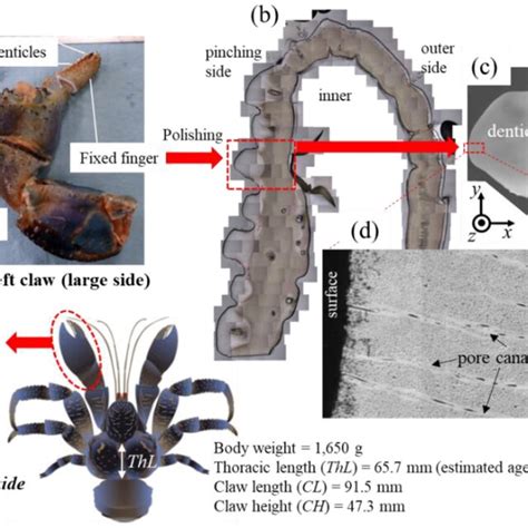 A Photographs Of The Left Claw Of The Coconut Crab Used In The