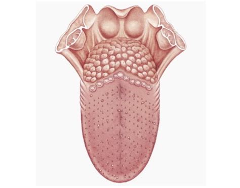 More Anatomy Labeling Quiz