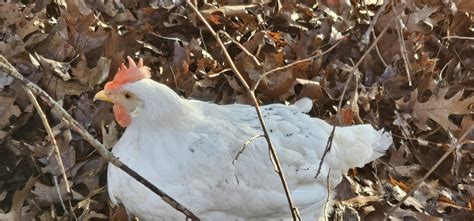 Dull Pale Comb Rbackyardchickens