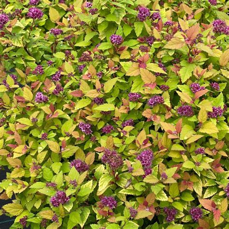 Spiraea Double Play Dolly Garden Crossings