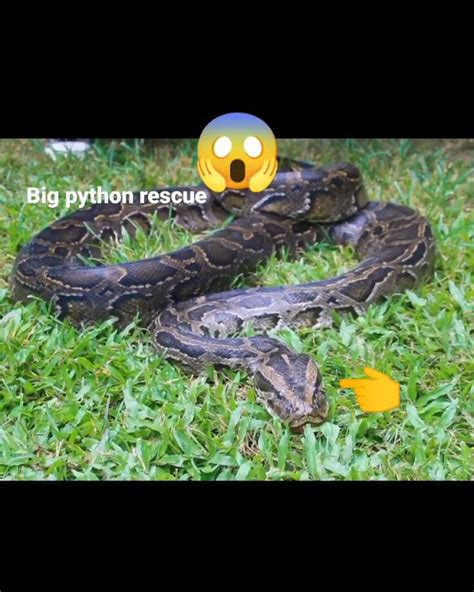 Big Python Rescue From Village Shorts Video Wildlife