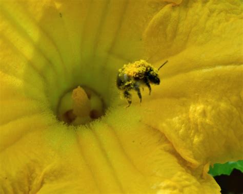 Posting Bees Until Bee Mount Ralbiononline