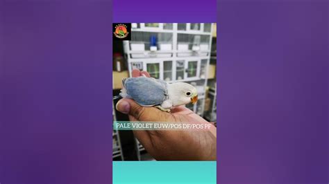 Sex Linked Pale Mutation Fisheri Progress💚 Youtube