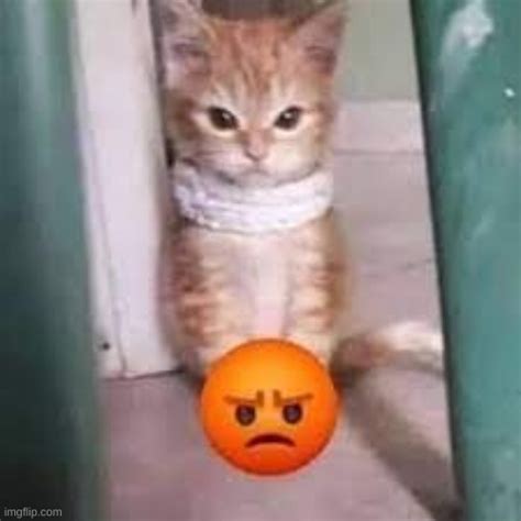 Angry Cat Blank Template Imgflip