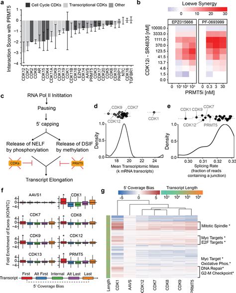 Relation Of Prmt5cdk Synthetic Lethal Interactions To Aberrant Download Scientific Diagram