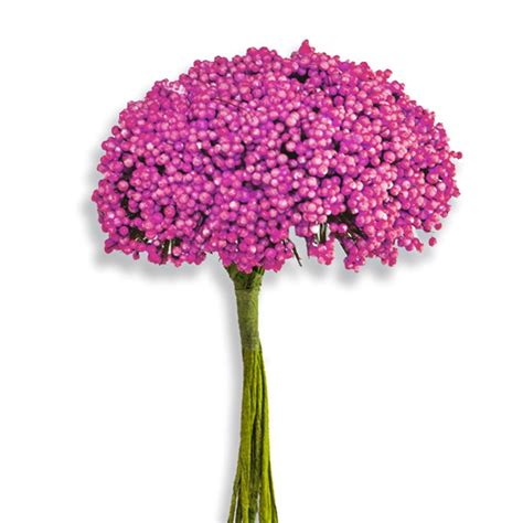 Dökülen Cipso Çiçek Fuşya