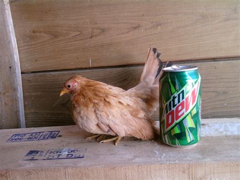 Serama Class Sizes The Breed