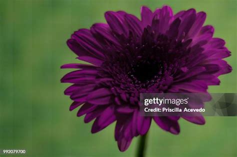 Mrs Priscilla Photos And Premium High Res Pictures Getty Images