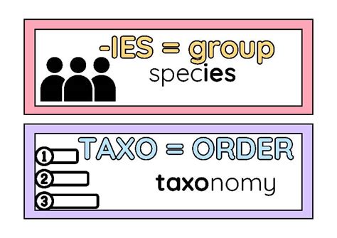 Classification Morphology Word Wall By Ms Zs Tpt Tpt
