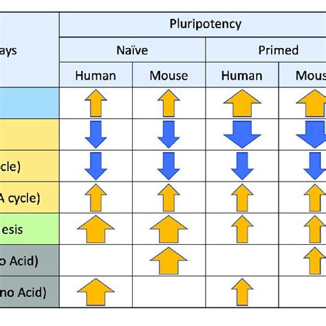 Metabolic Preferences Of Naïve And Primed Pluripotent Stem Cells