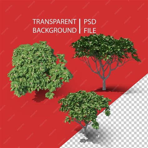 Premium Psd Frangipani Tree Png