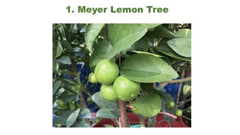 Best Container Fruit Trees To Grow Indoors