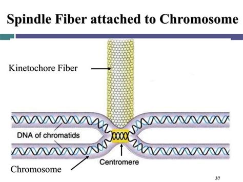 Cel Cycle And Its Regulation Pptx