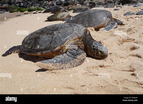 Wild Honu Giant Hawaiian Green Sea Turtles At Hookipa Beach Park Maui