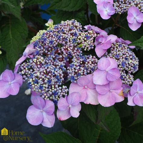 Hydrangea Macrophylla Endless Summer® Twist N Shout® Bigleaf Hydrangea