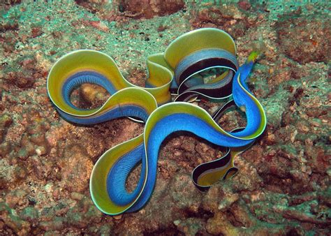 Ribbon Eel Alchetron The Free Social Encyclopedia