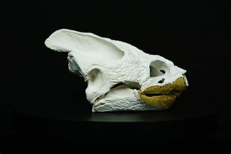 Snapping Turtle Skull Replica Etsy