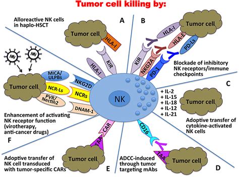 Frontiers An Historical Overview The Discovery Of How Nk Cells Can