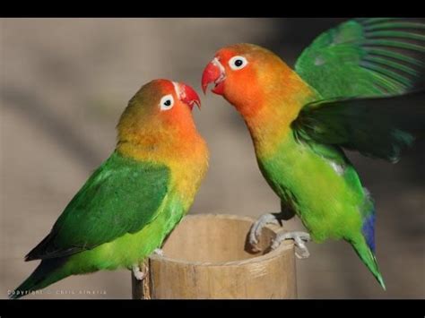 Lovebirds Love Birds Indian Love Birds Us Lovebirds Love Birds