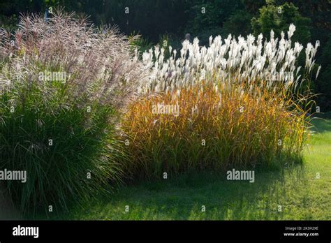 Miscanthus Sinensis Purpurascens Flame Grass Garden Grasses Stock