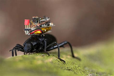 Beetles Carrying Tiny Backpack Cameras Stream Footage To A Smartphone