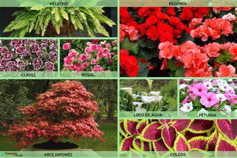 Tabla De Tipos De Bulbos De Plantas Que Comemos