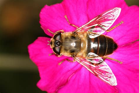 Schwebfliege Foto And Bild Fotos Sommer Makro Bilder Auf Fotocommunity