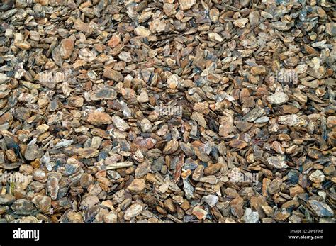 Thermal Insulating Tree Bark Used As Insulation In A Building Stock