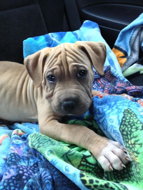 8 Shar Pei Boxer Mix Ideas Boxer Mix Shar Pei Shar Pei Mix