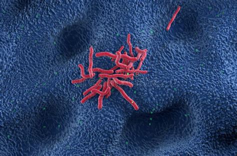 Helicobacter Pylori Bacteria Field On The Stomach Wall Top View 3d Illustration Stock