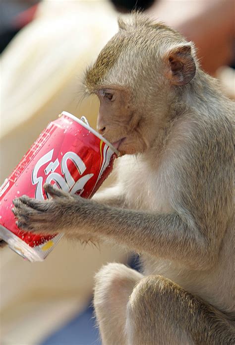 How Army Of Sex Crazed Monkeys High On Sugar Invaded Town After Junk