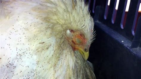 Bellbowrie Vet Bird Mites On A Chicken Youtube