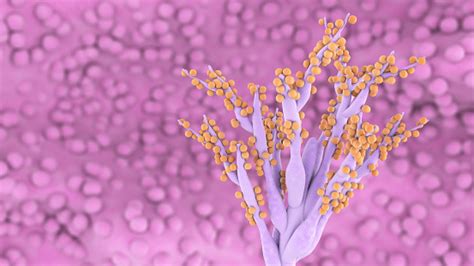 Stock Fotografie Penicillium Chrysogenum Stáhnout Obrázek Nyní Antibiotikum Barevný Obrázek