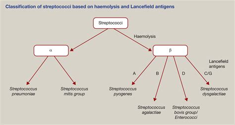 Staphylococcal And Streptococcal Infections Medicine