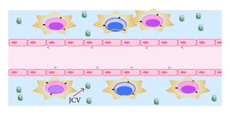 Pathophysiology Of Pml Iris A Natalizumab Blocks The α4β1 Integrin