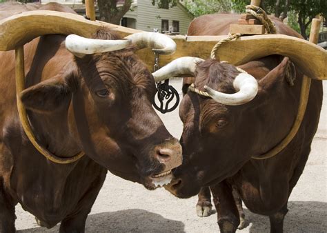 Yoked Oxen Greenfield Recorder Trainable Useful Giants Oxen Coming